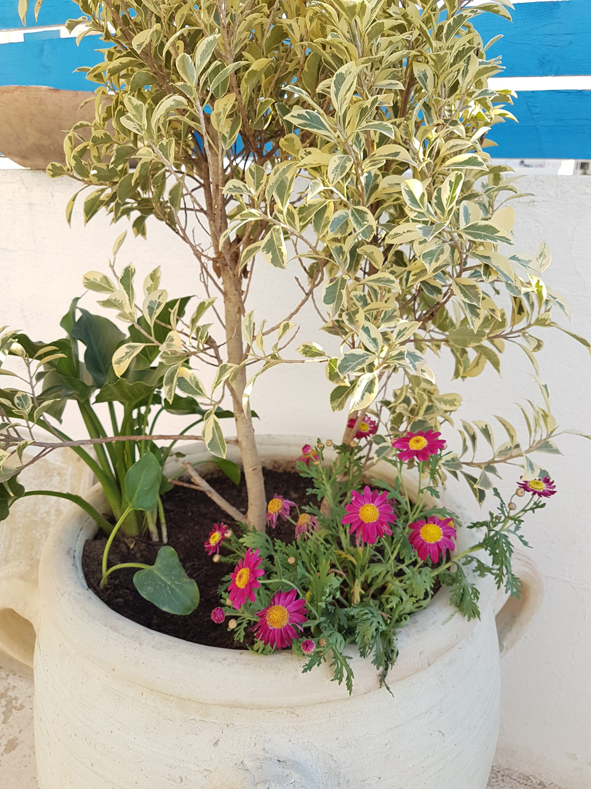 Boky - Dar Doudi - Studio avec Grande Terrasse à Sousse